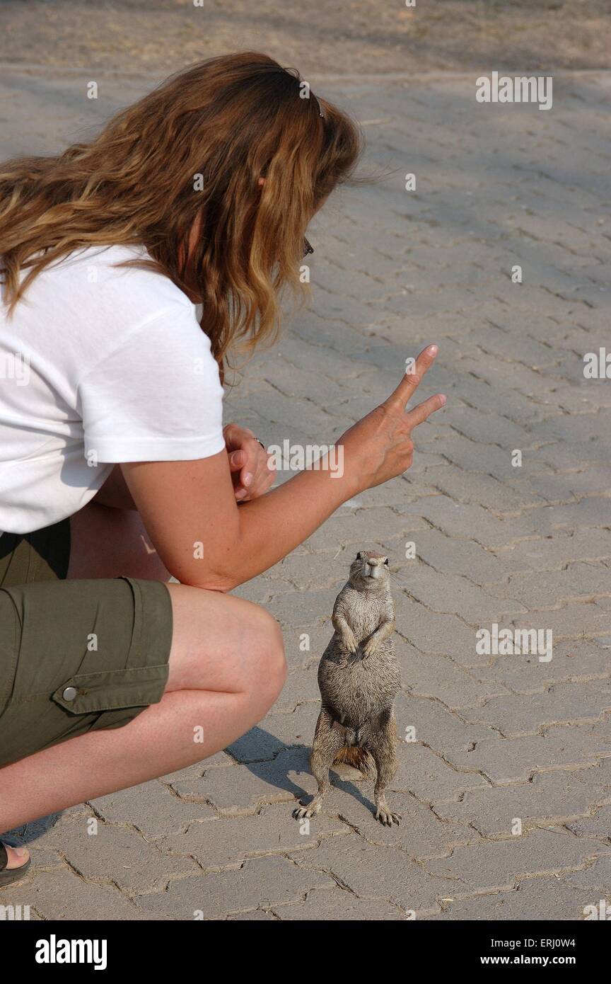 African chipmunks hi-res stock photography and images - Alamy