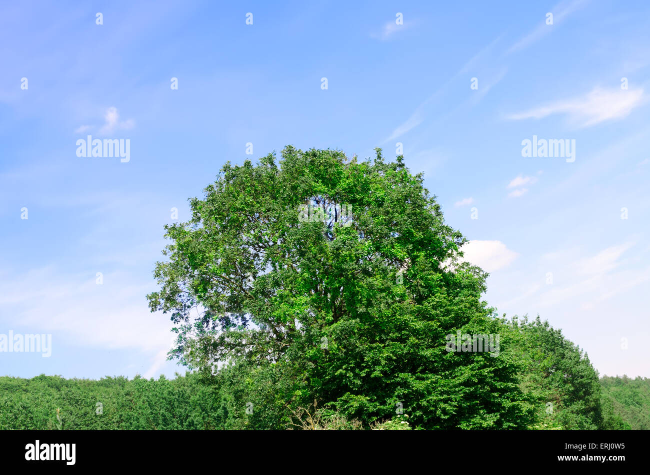 Landscape green forest fields top hi-res stock photography and images ...