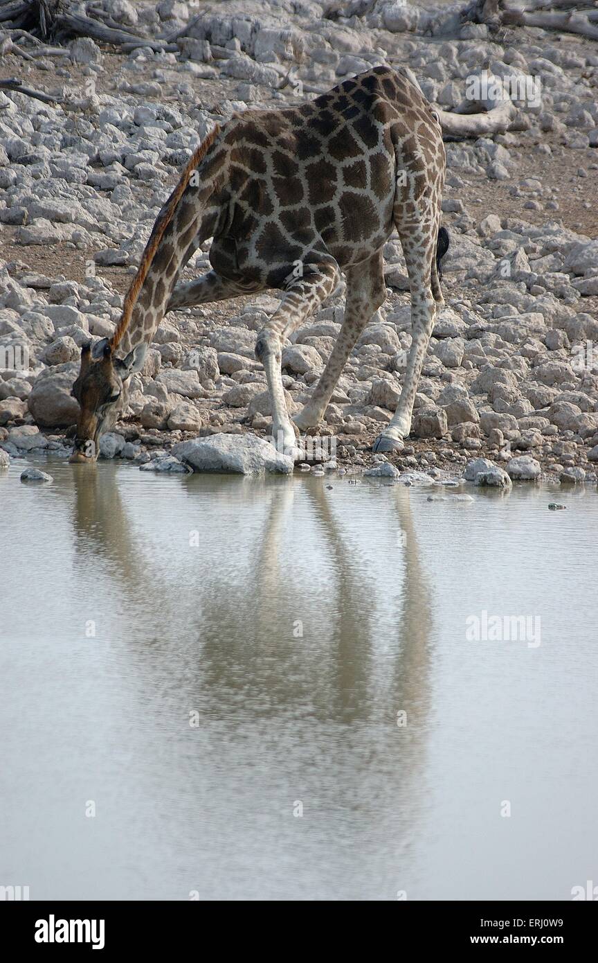 Giraffe river bank hi-res stock photography and images - Alamy