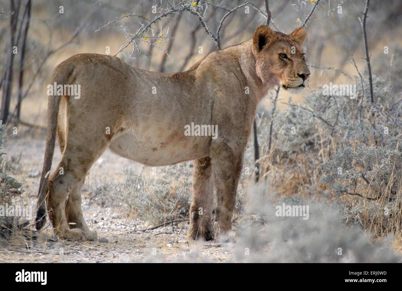 African lion panthera leo stand lioness hi-res stock photography and ...
