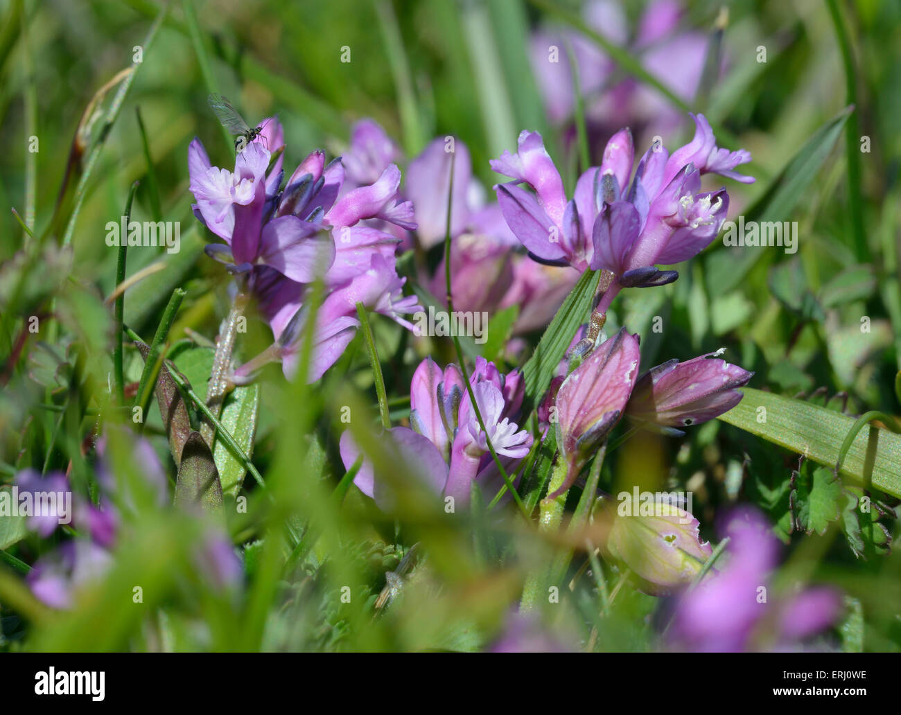 Common Milkwort - Polygala vulgaris Pink form Stock Photo - Alamy