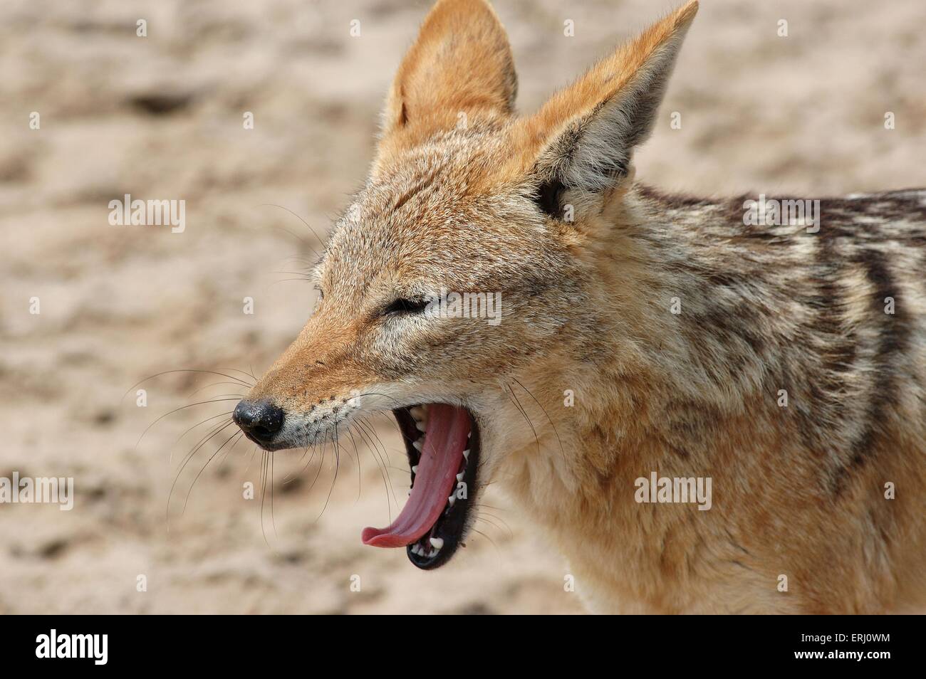Jackals behavior hi-res stock photography and images - Alamy