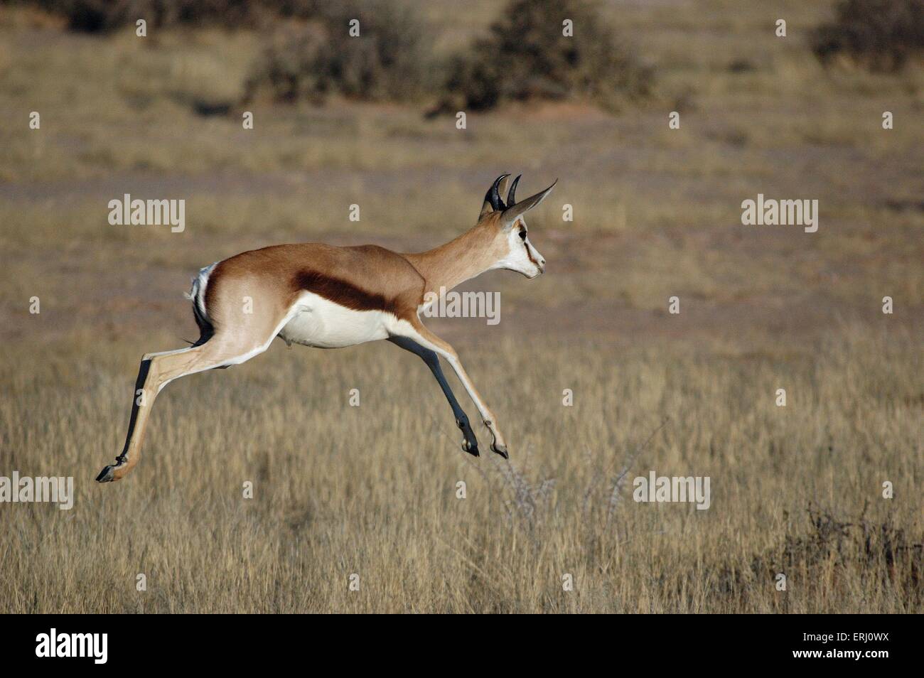 Springbok jump hi-res stock photography and images - Alamy