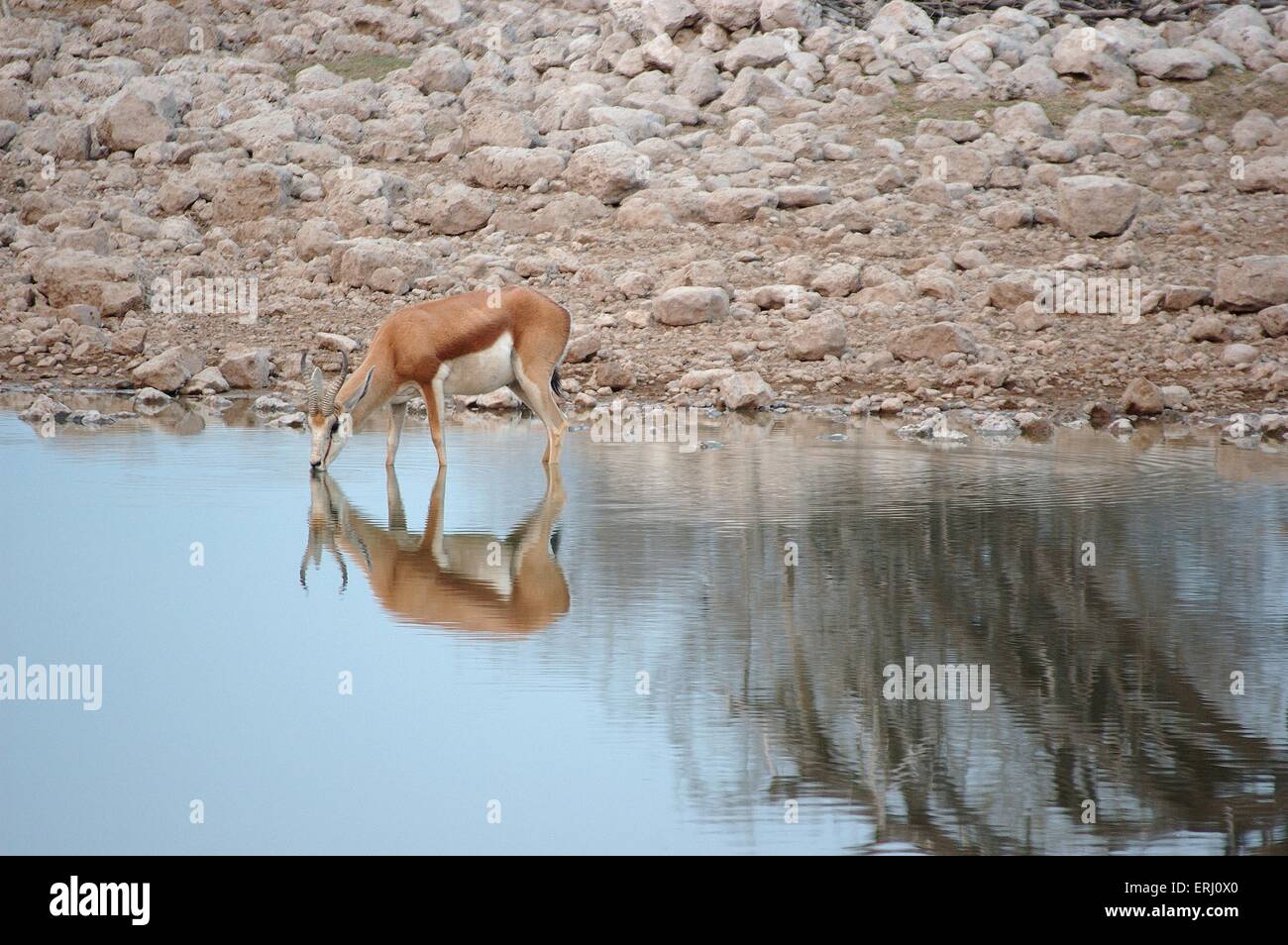 Springbok antelopes drinking water hi-res stock photography and images ...