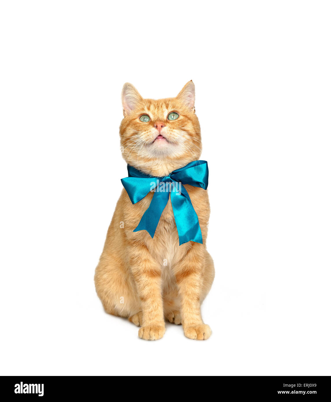 Domestic red cat sitting Cut Out Stock Images & Pictures - Alamy