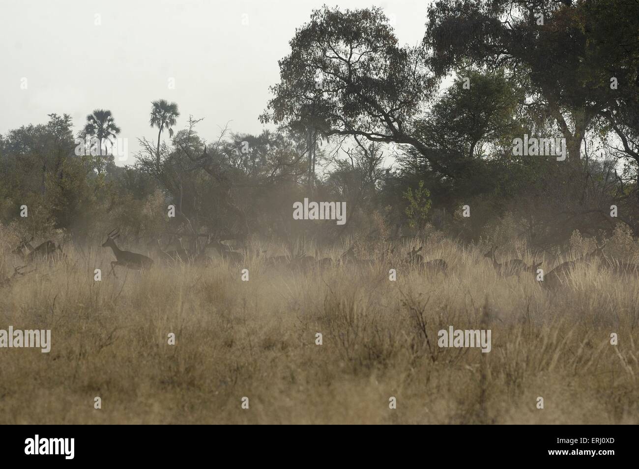 Leaping impala hi-res stock photography and images - Alamy