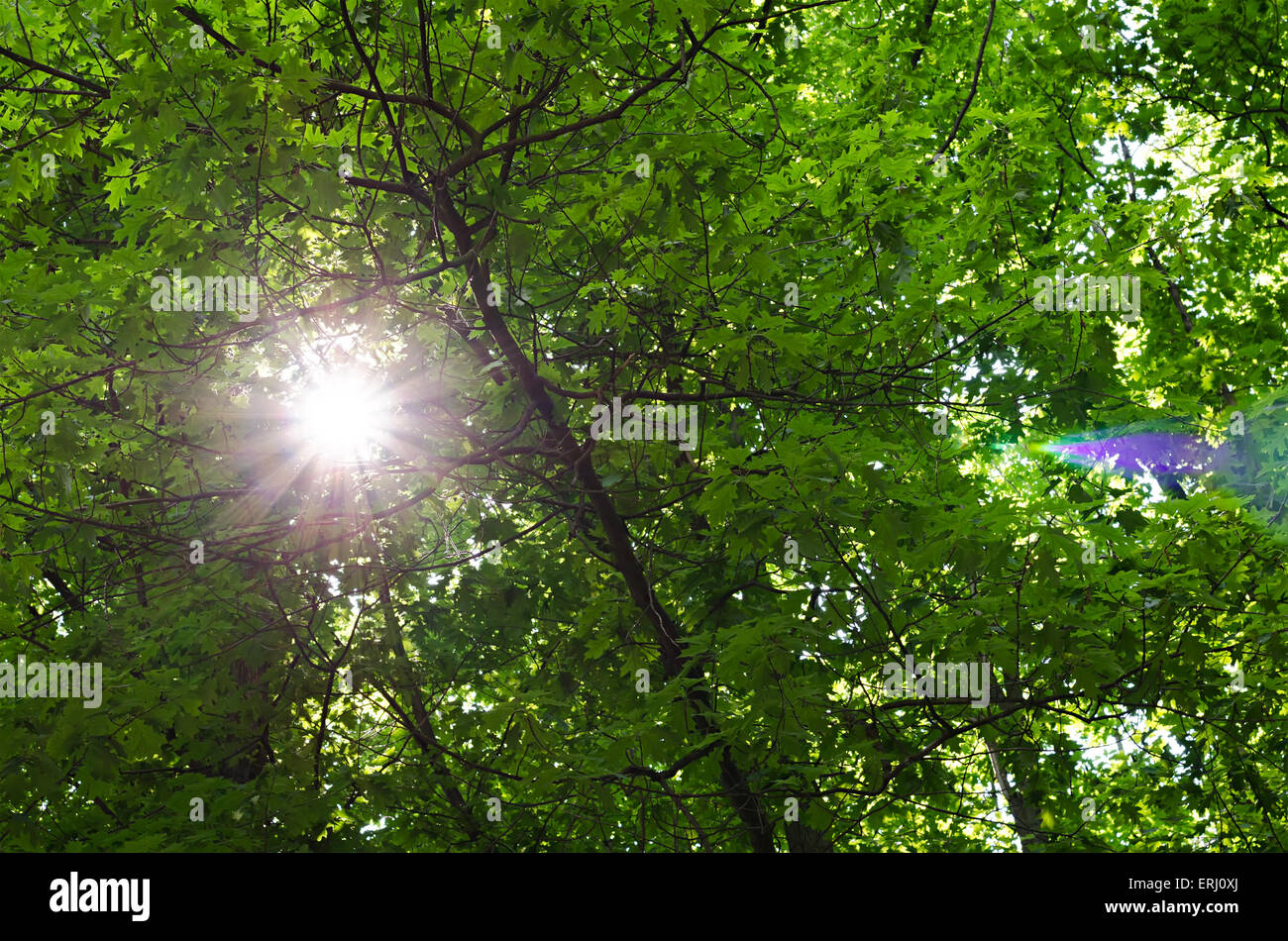 Trees looking up leaves hi-res stock photography and images - Alamy
