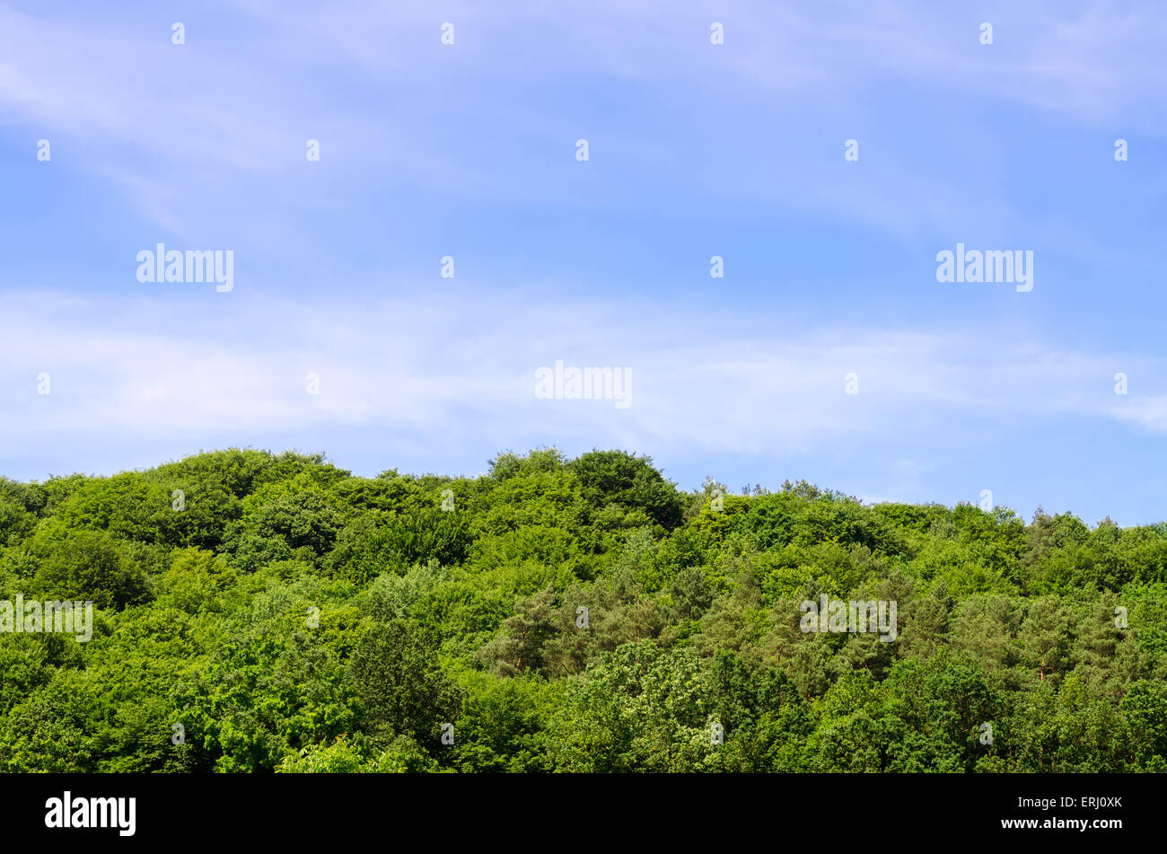 tops of trees and sky Stock Photo - Alamy
