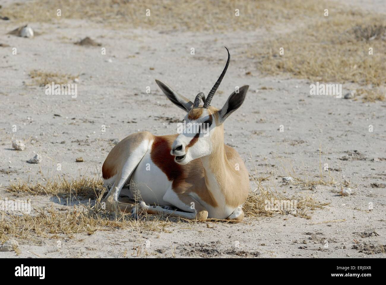 1 antelope hi-res stock photography and images - Alamy