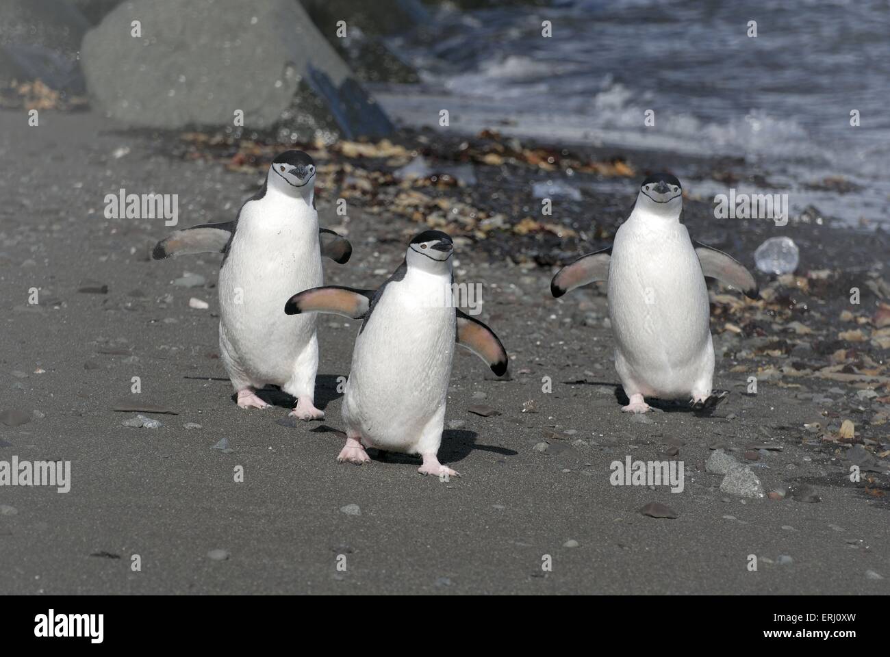 Bearded penguins hi-res stock photography and images - Alamy