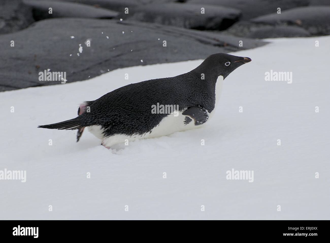 Penguin Slide Stock Photos & Penguin Slide Stock Images - Alamy