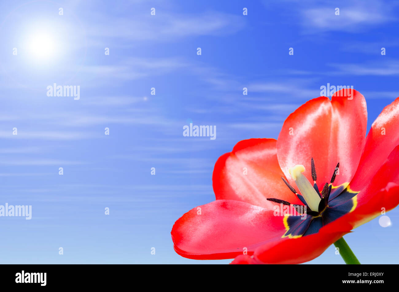 Single flower against blue sky hi-res stock photography and images - Alamy