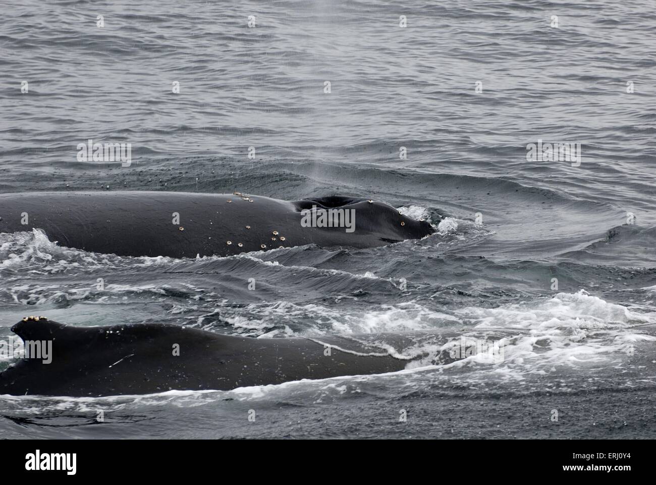 Whales side by side hi-res stock photography and images - Alamy
