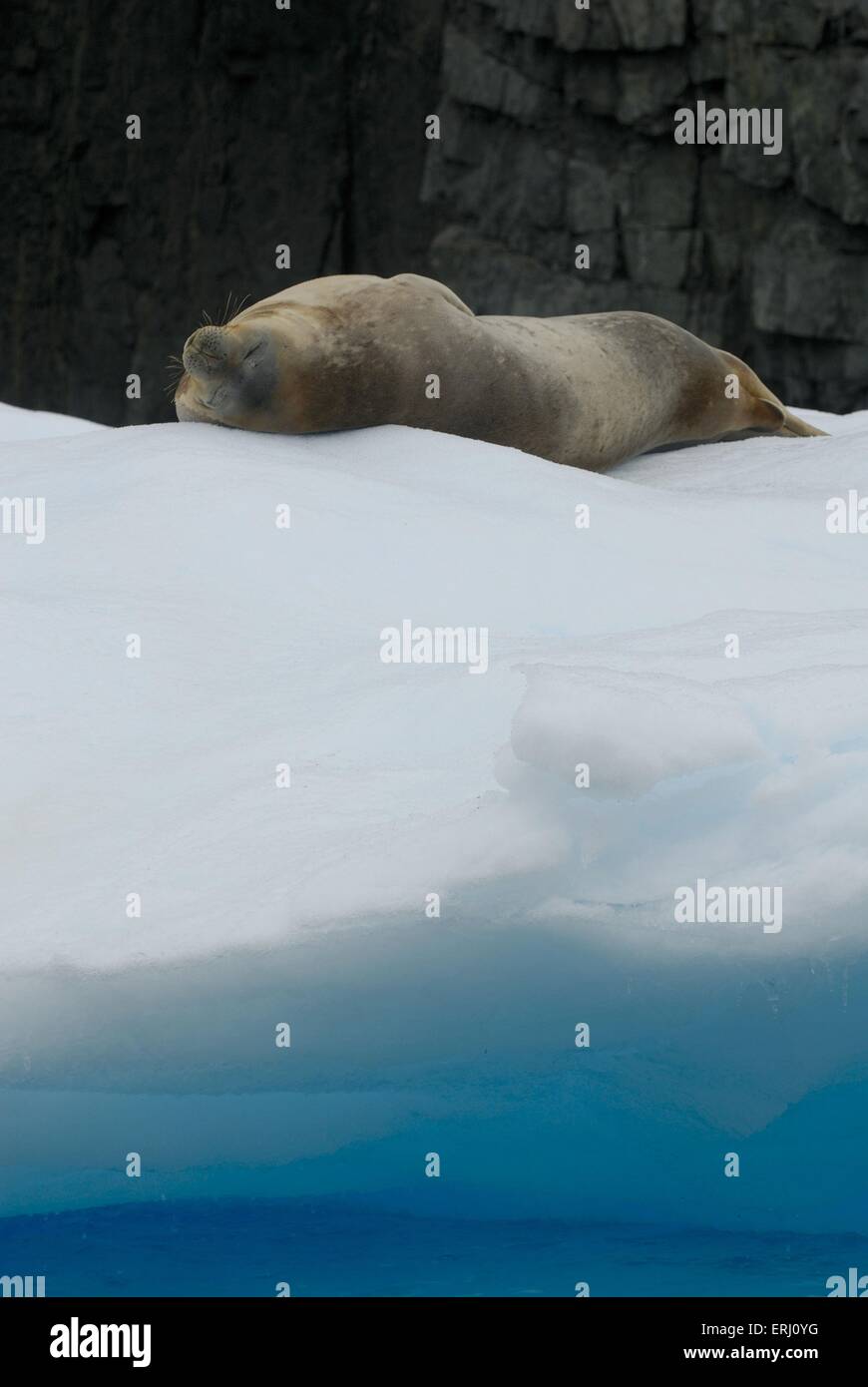 Adult seal rests hi-res stock photography and images - Alamy