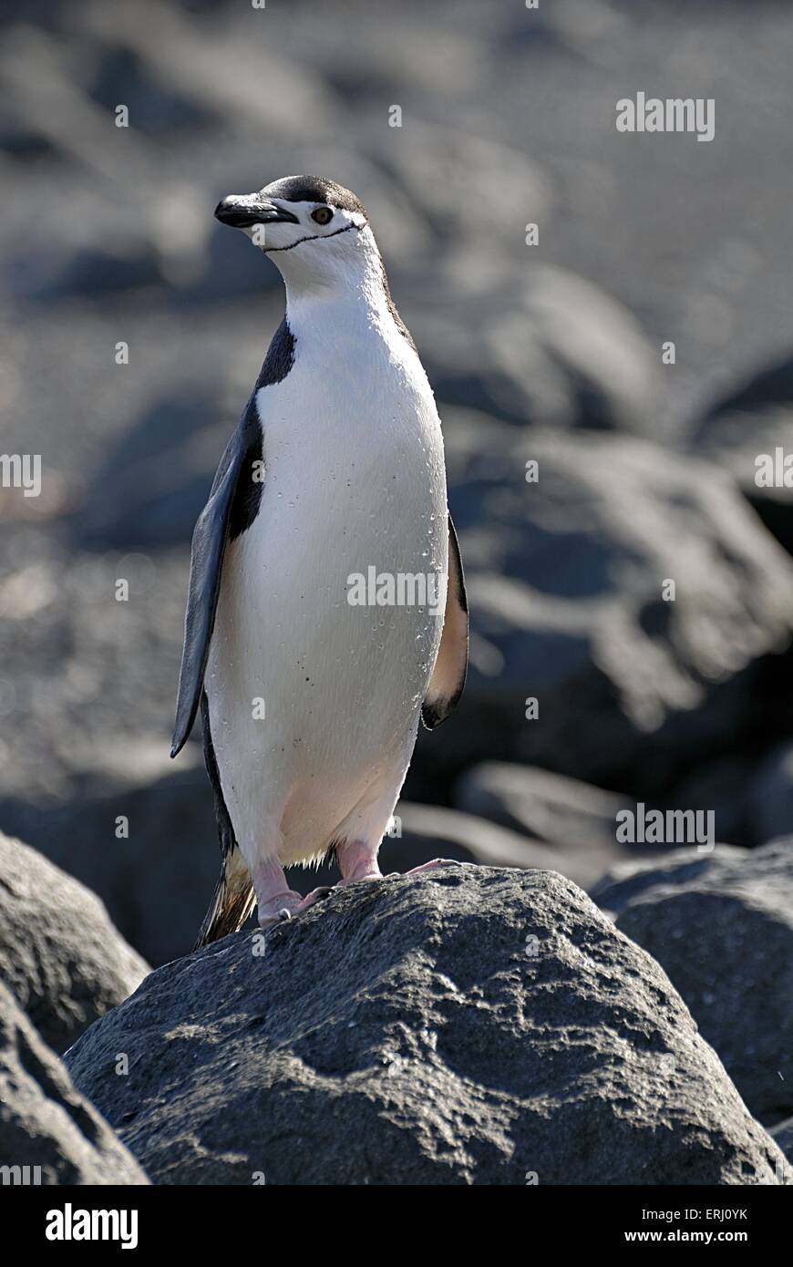 Bearded penguin hi-res stock photography and images - Alamy
