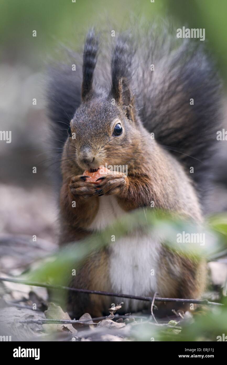 Eurasian red squirrel Stock Photo - Alamy