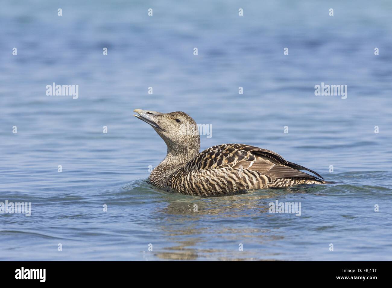 common eider duck Stock Photo - Alamy