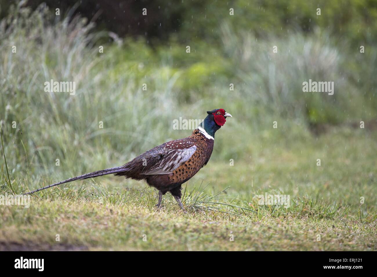 Male pheasant landscape format hi-res stock photography and images - Alamy