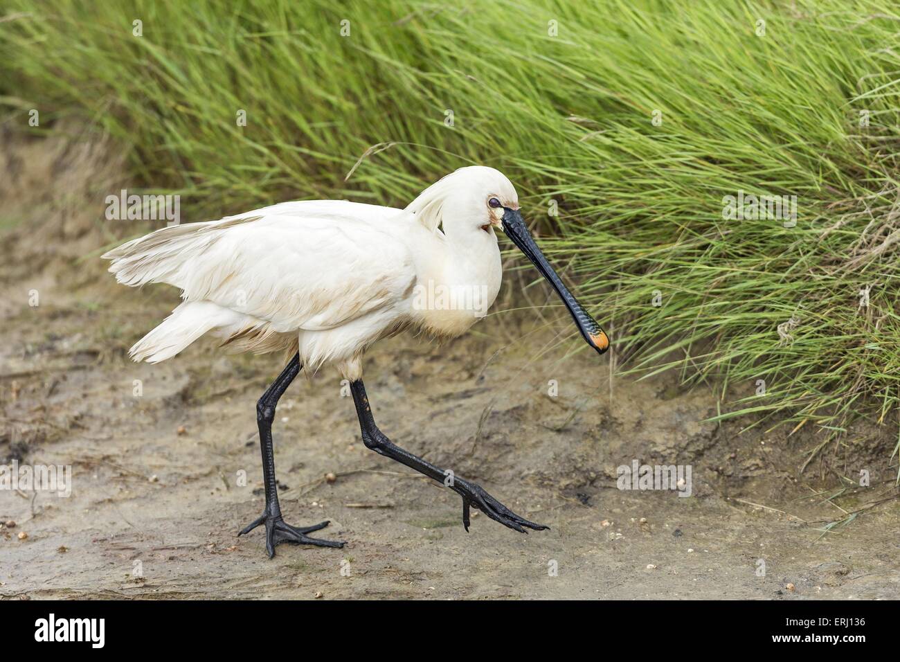 Adult common spoonbill platalea hi-res stock photography and images - Alamy
