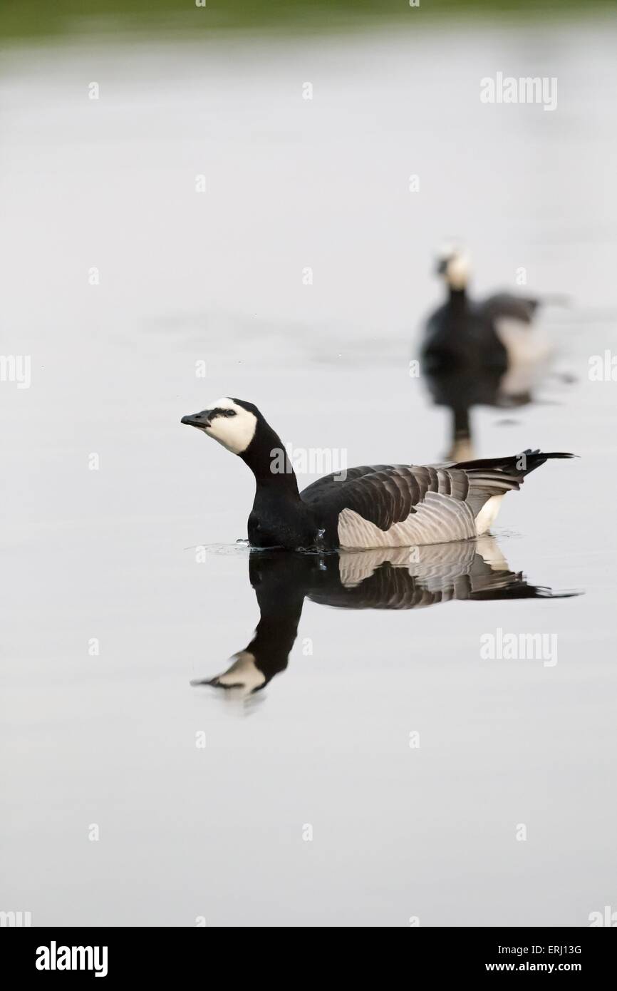 Vertical barnacle hi-res stock photography and images - Alamy