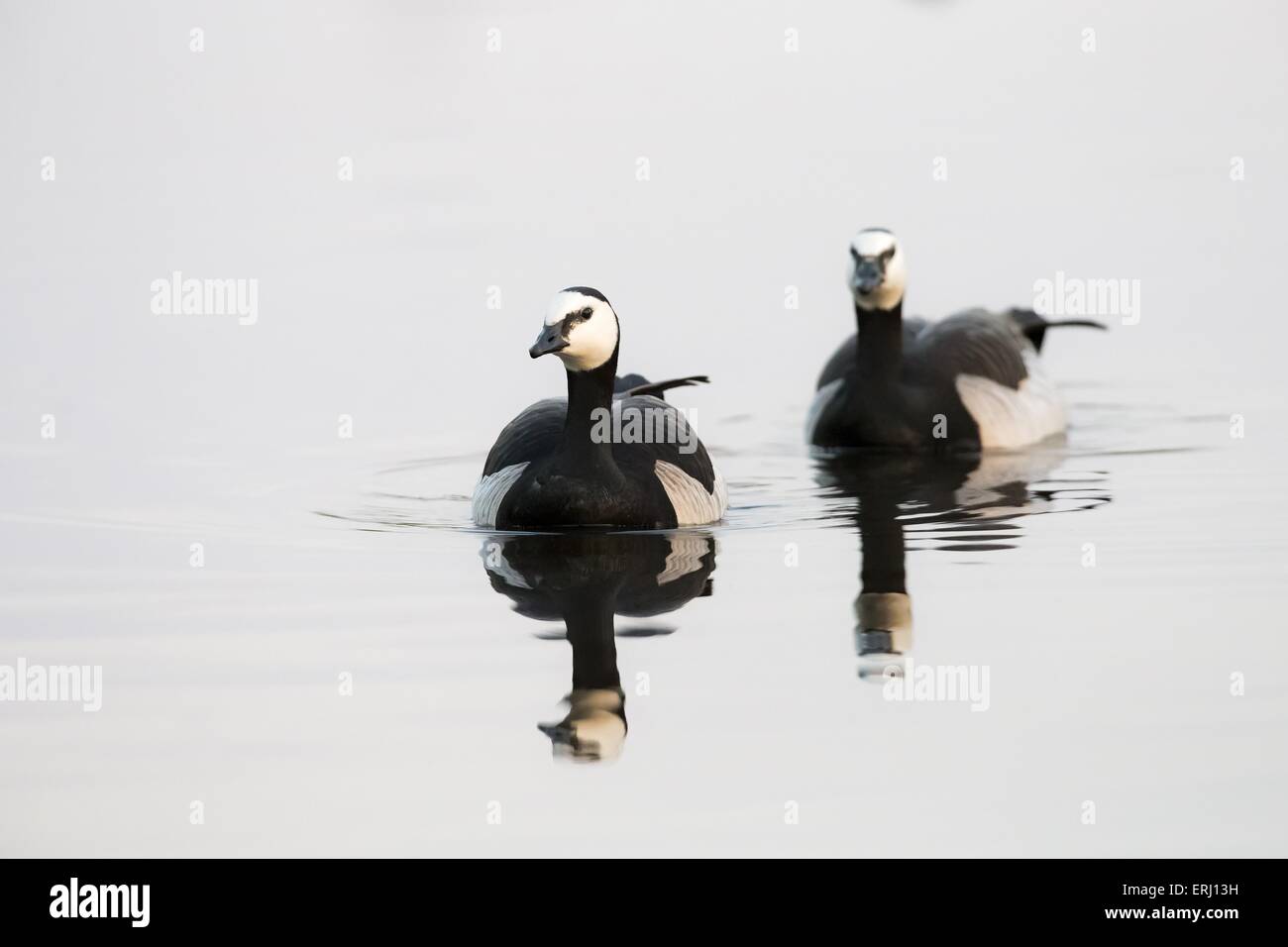 Barnacle geese hi-res stock photography and images - Alamy