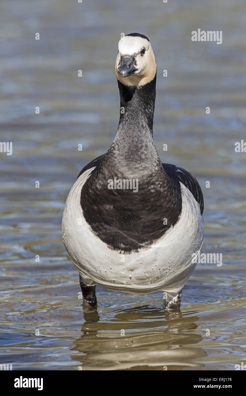 Vertical barnacle hi-res stock photography and images - Alamy