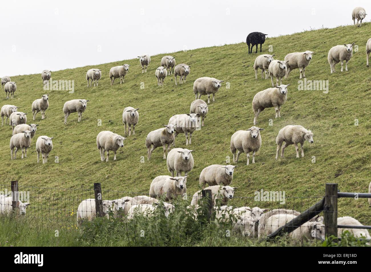 Adult texel sheep hi-res stock photography and images - Alamy