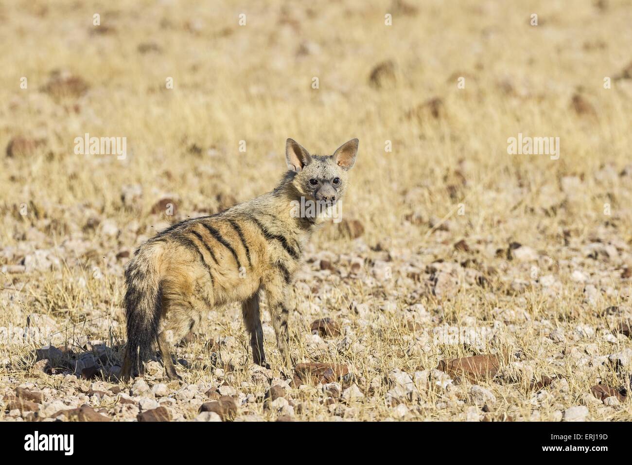 Aardwolf hi-res stock photography and images - Alamy