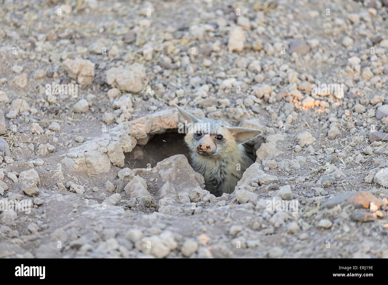 Aardwolf hi-res stock photography and images - Alamy