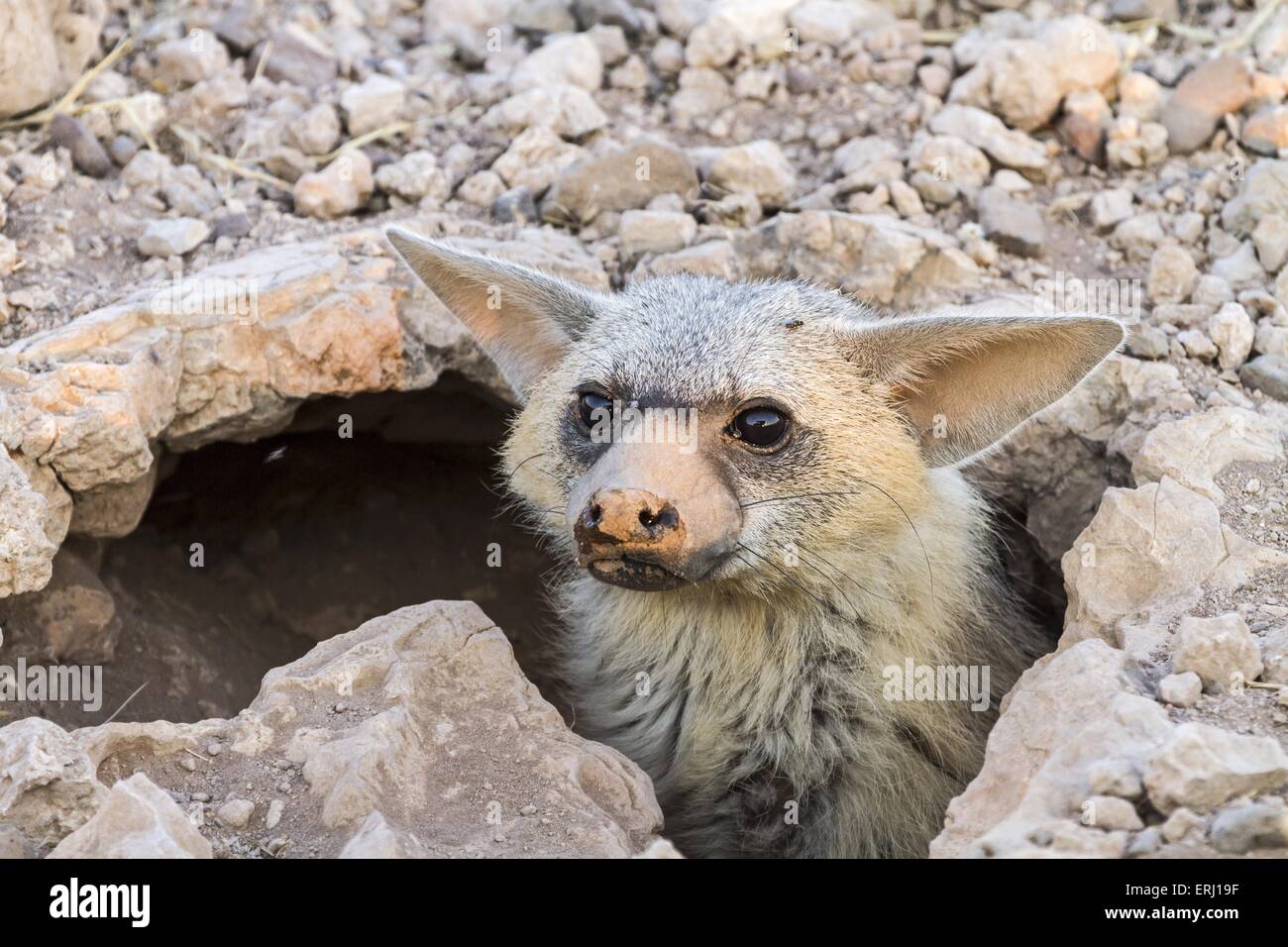 Aardwolf hi-res stock photography and images - Alamy