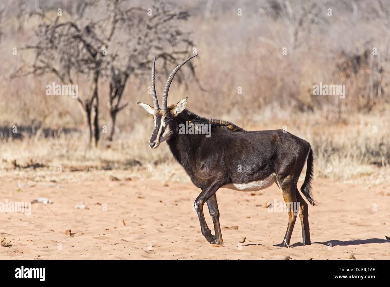 Sable antelope walking hi-res stock photography and images - Alamy