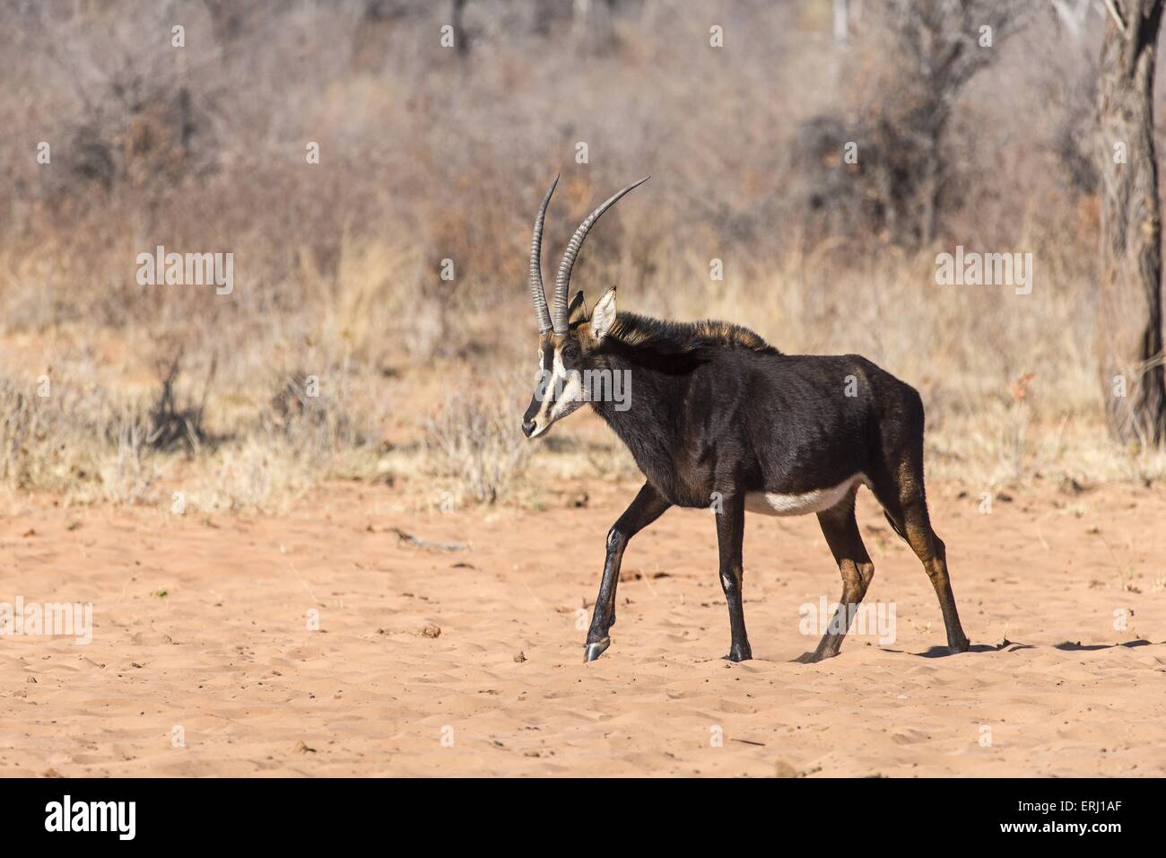 Sable antelope walking hi-res stock photography and images - Alamy