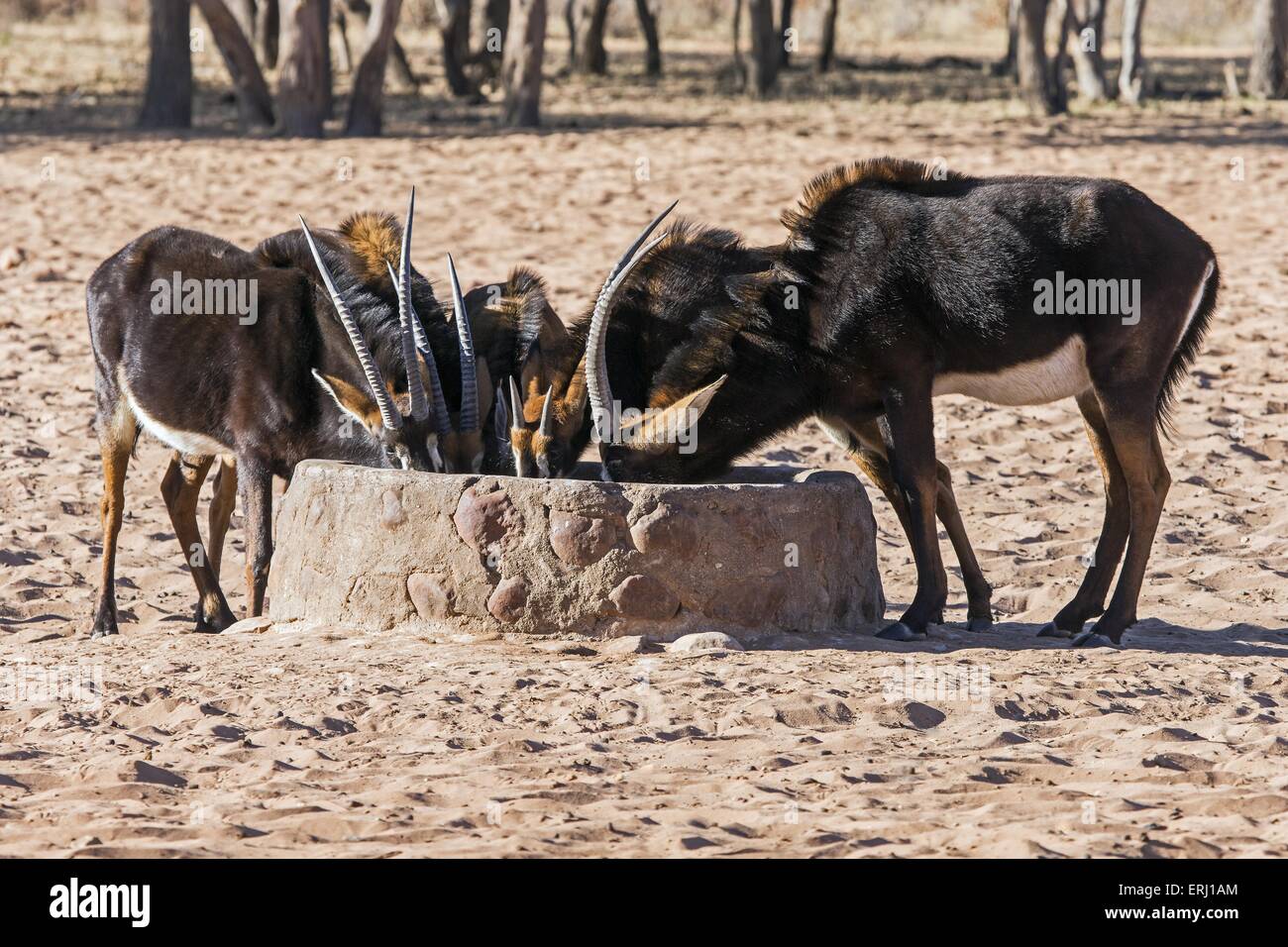 Sable antelopes hi-res stock photography and images - Alamy