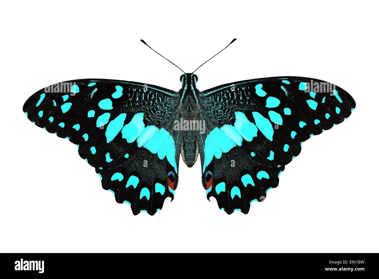 exotic blue color butterfly isolated on white background Stock Photo ...