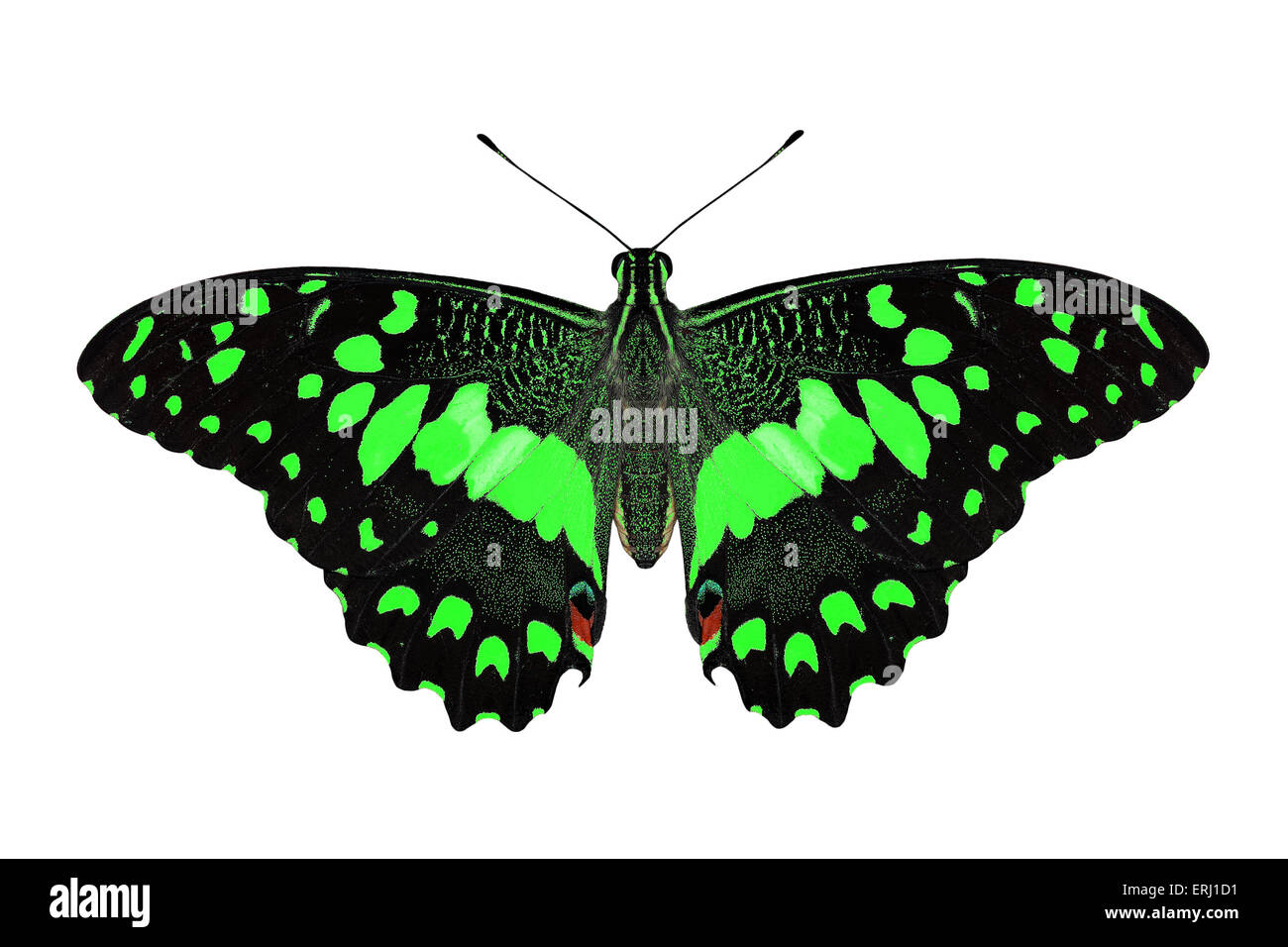 exotic green color butterfly isolated on white background Stock Photo ...