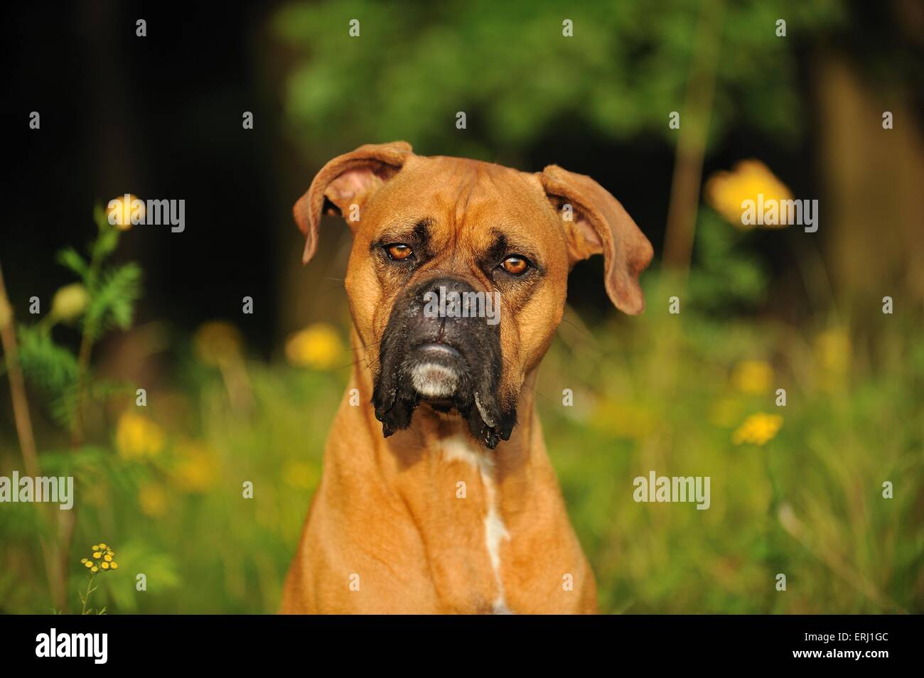 German Boxer Portrait Stock Photo - Alamy