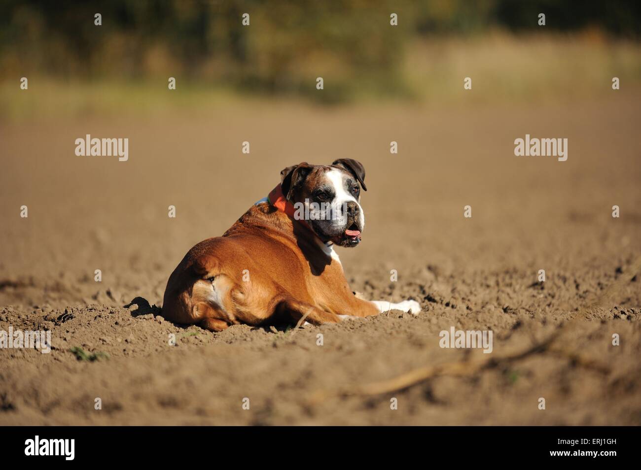 lying German Boxer Stock Photo - Alamy