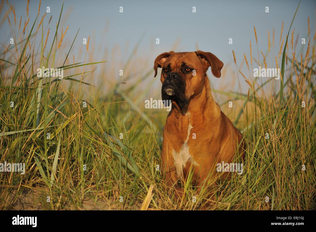 lying German Boxer Stock Photo - Alamy