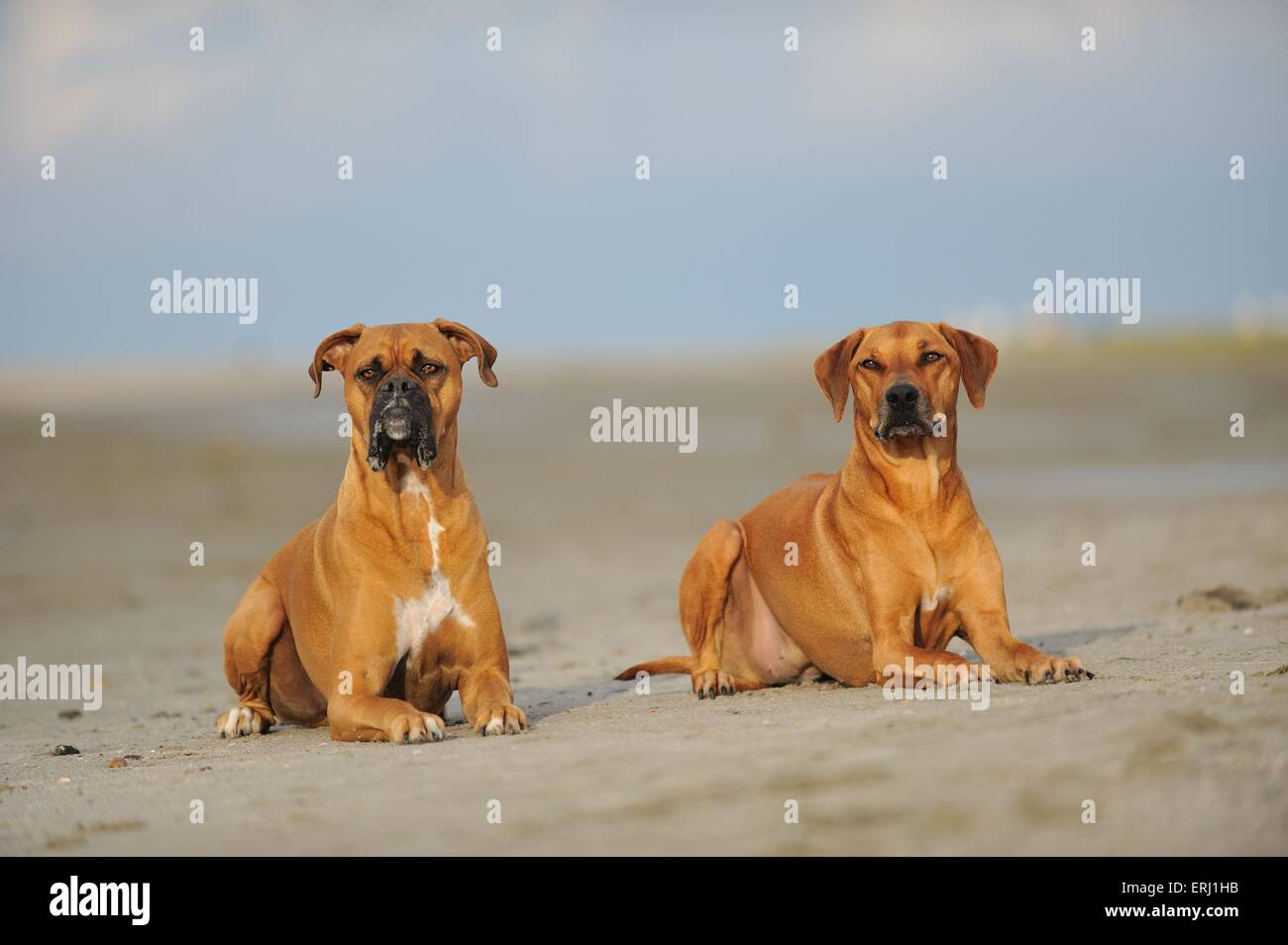 Rhodesian Ridgeback Boxer Mix