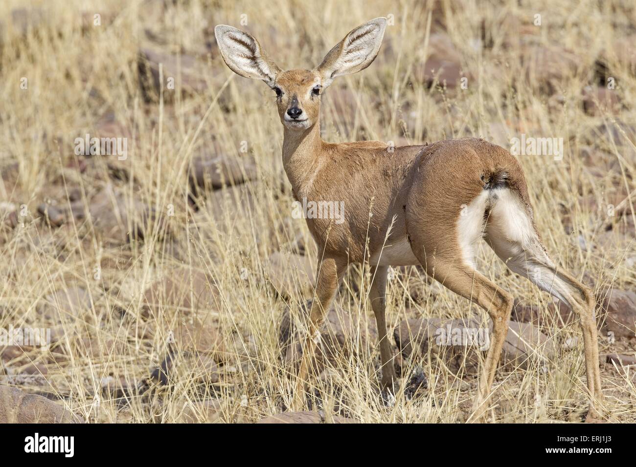 Steenboks hi-res stock photography and images - Alamy