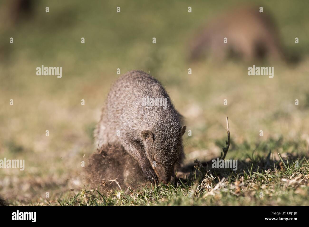 Banded mongoose foraging hi-res stock photography and images - Alamy