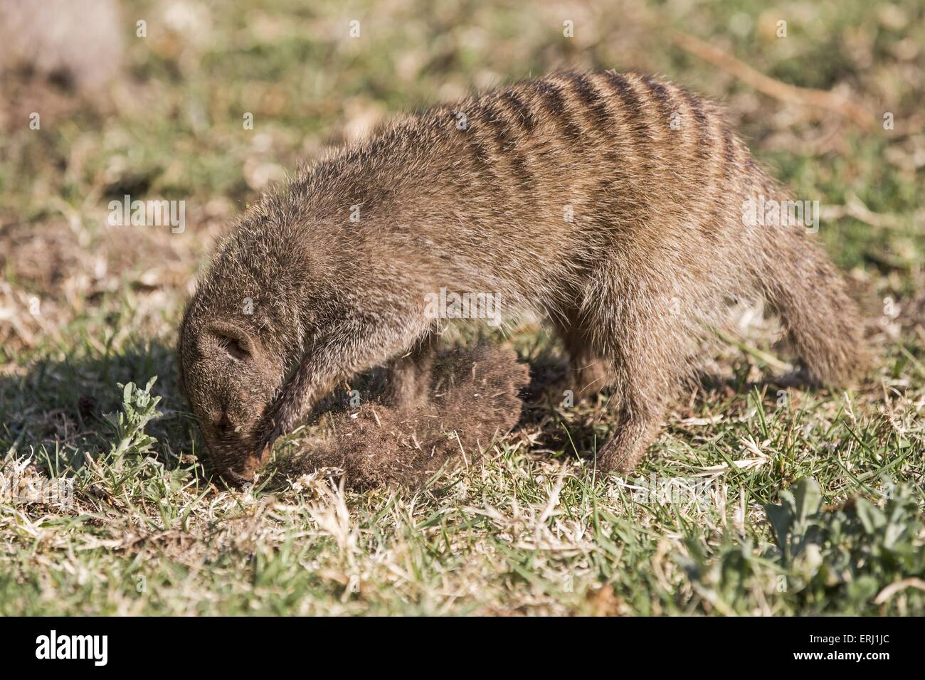 Mongoose profile hi-res stock photography and images - Alamy