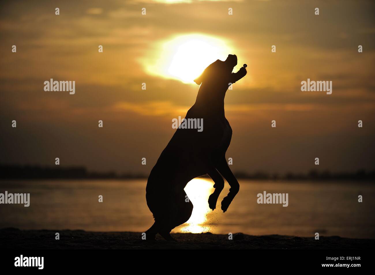 jumping German Boxer Stock Photo - Alamy