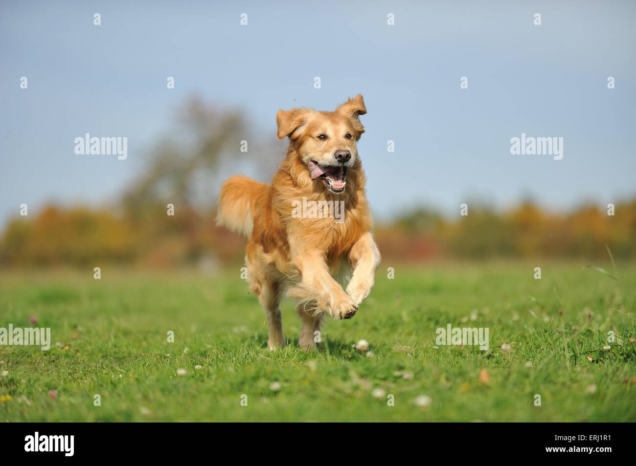 running Golden Retriever Stock Photo - Alamy