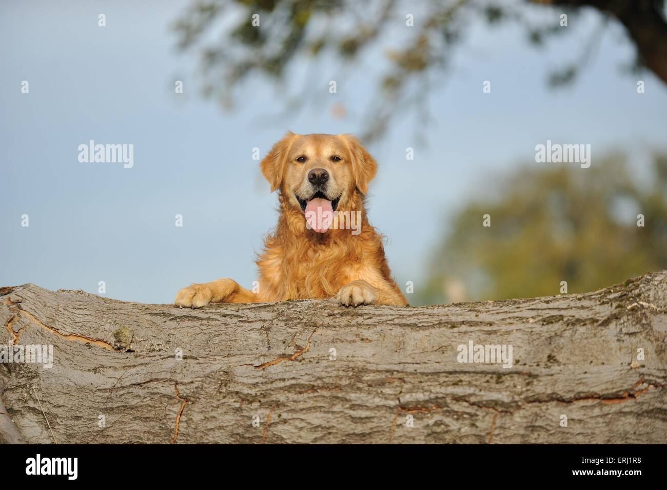 Golden Retriever Portrait Stock Photo - Alamy