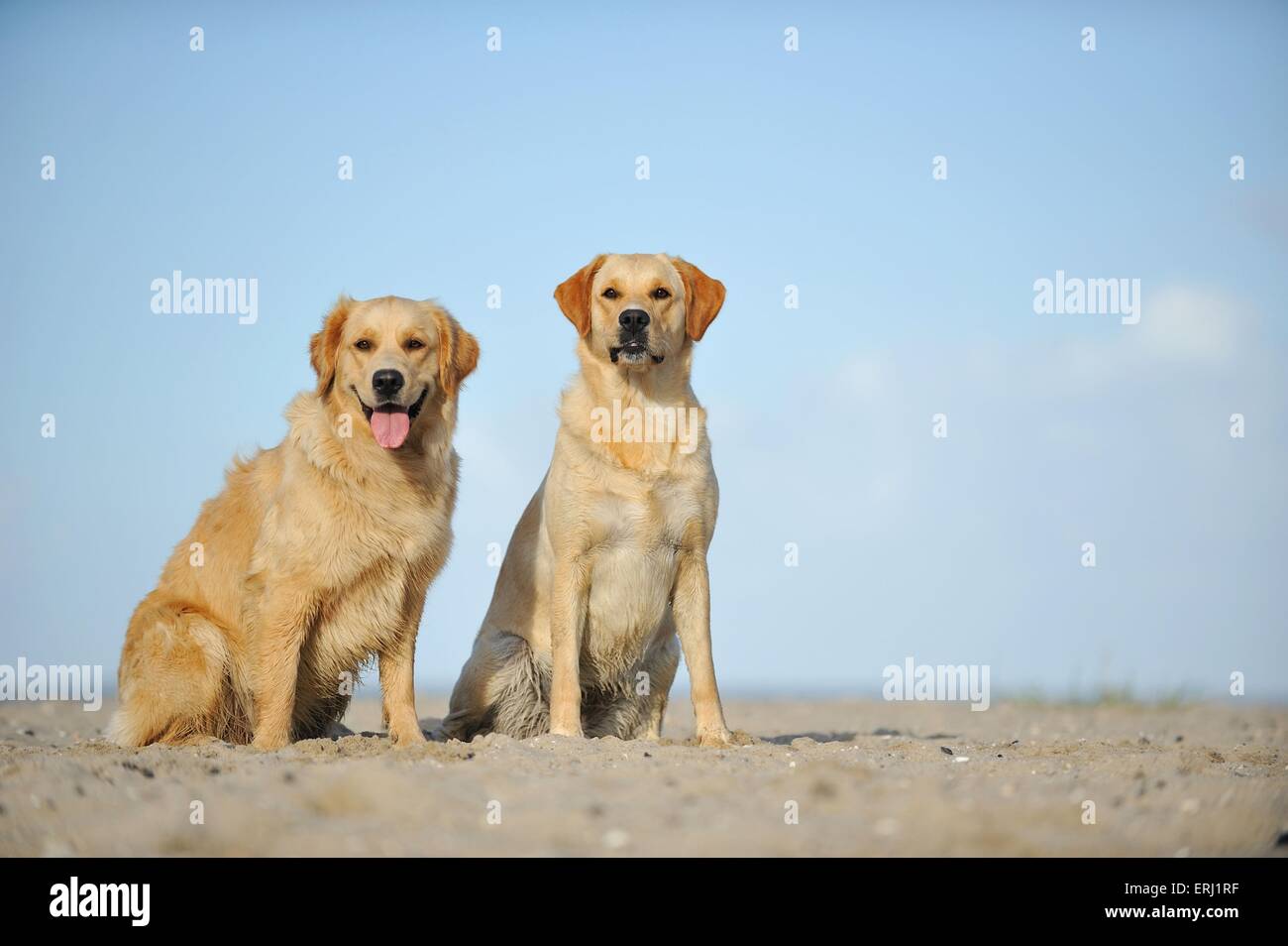 Labrador and Golden Retriever Stock Photo - Alamy