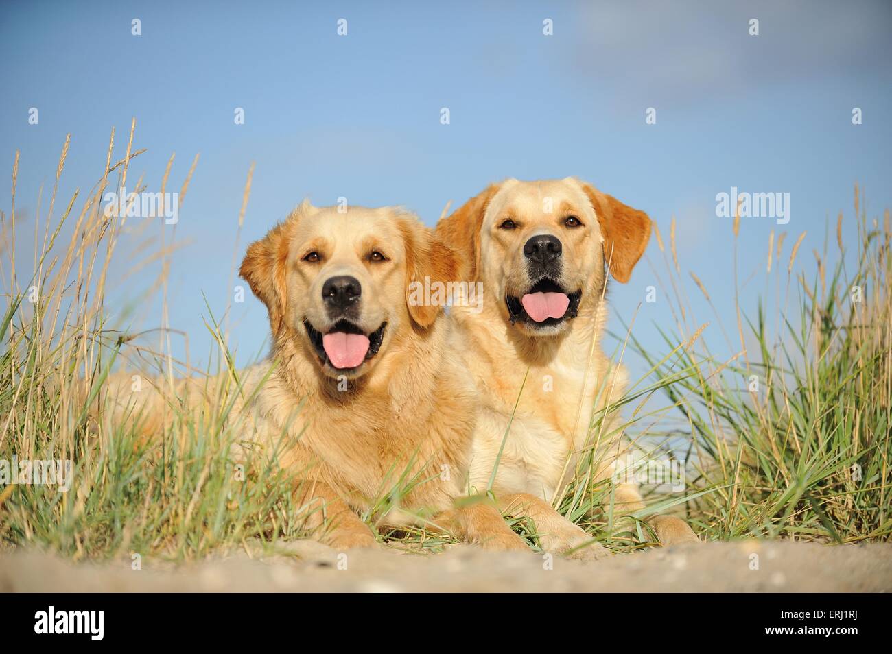 Labrador and Golden Retriever Stock Photo - Alamy