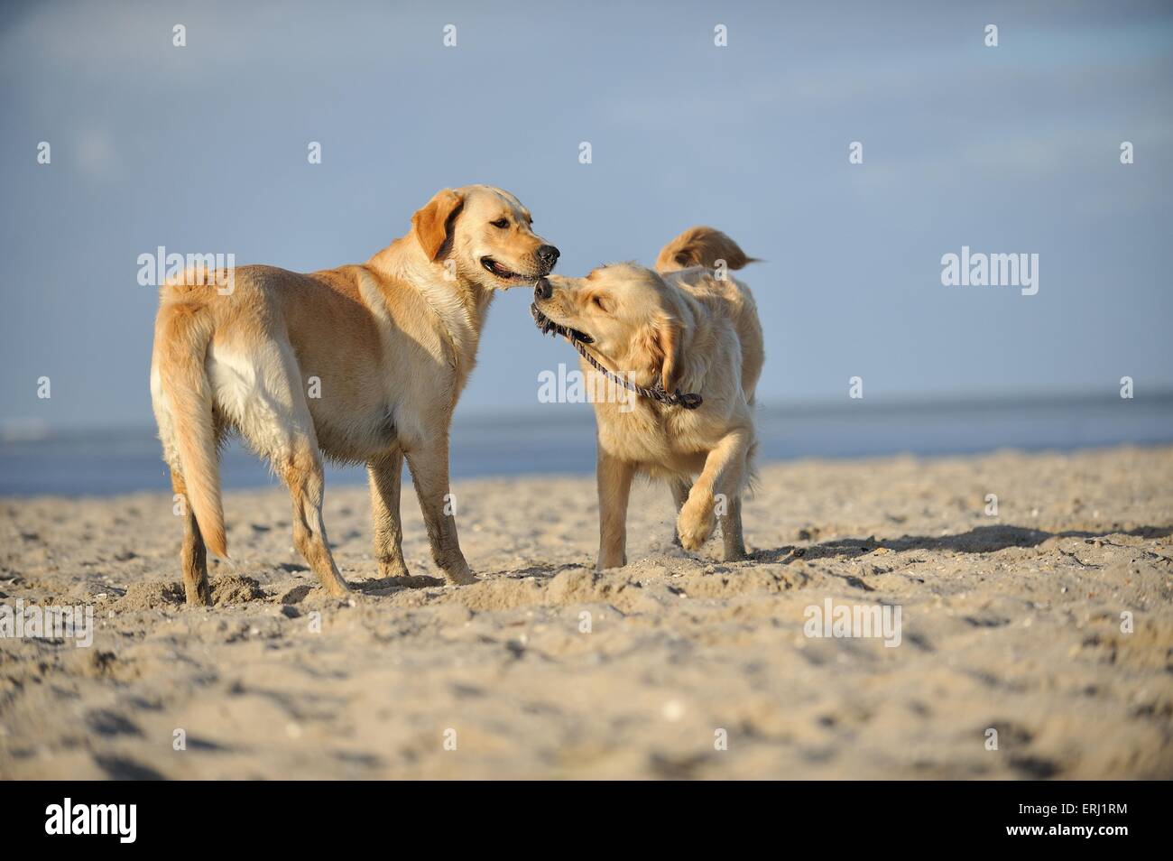 Golden retriever labrador dogs playing hi-res stock photography and ...