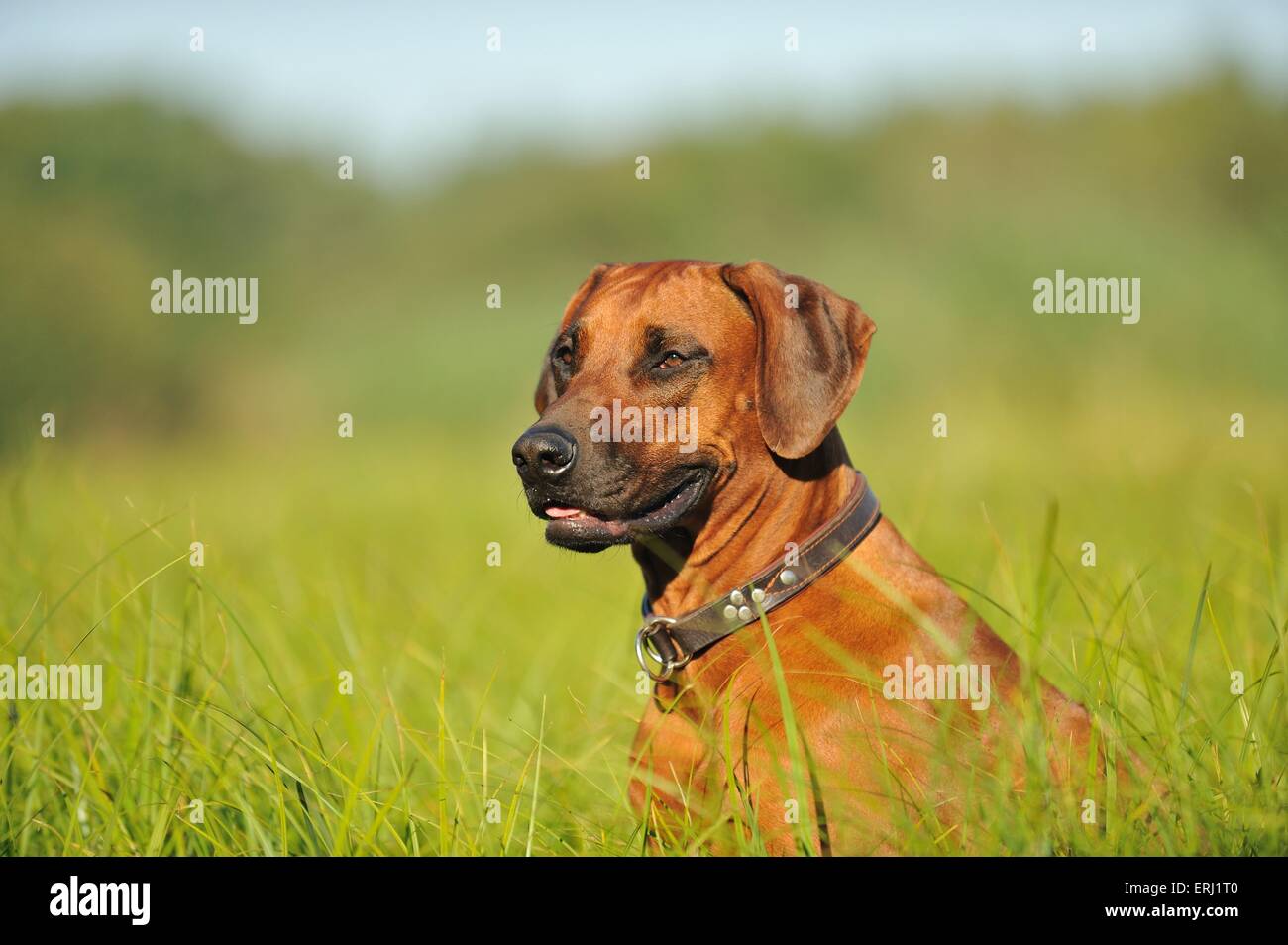 Rhodesian Ridgeback Portrait Stock Photo - Alamy