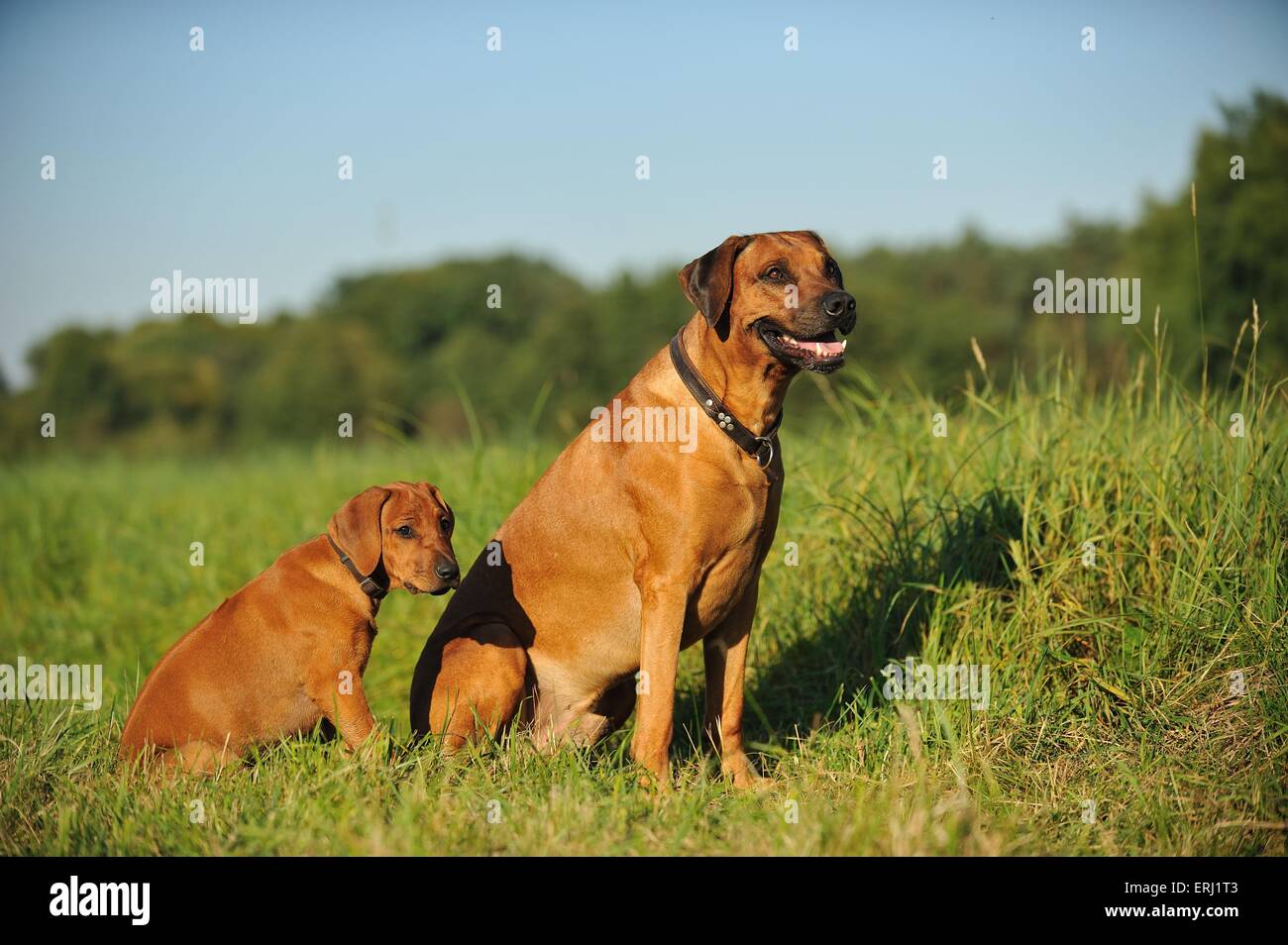 2 Rhodesian Ridgebacks Stock Photo - Alamy